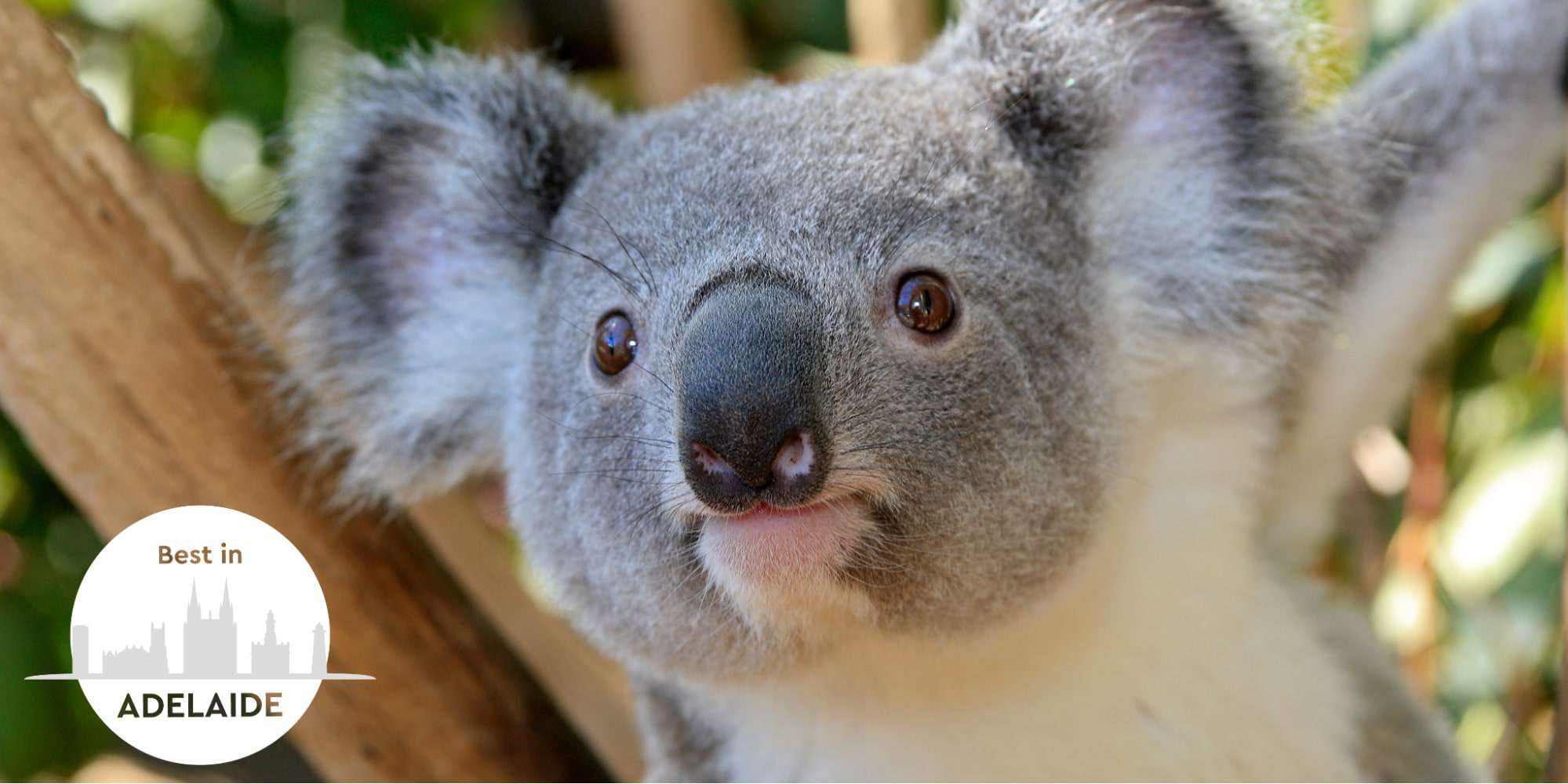 What are the famous places in Adelaide? [2026]
