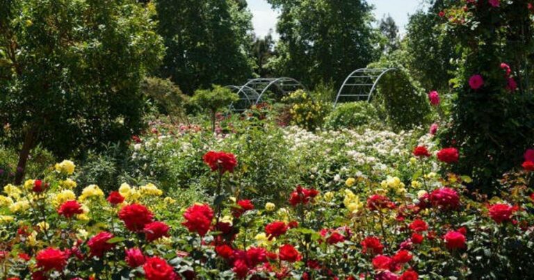 Things to Do in the Adelaide Botanic Garden [2025]
