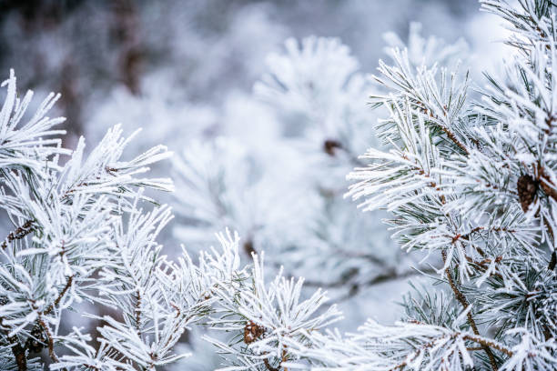 Seasons in Adelaide: What is the weather ACTUALLY like? [2025]